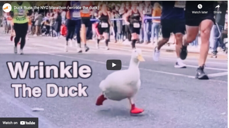 Meet Wrinkle, the Running Duck of the New York City Marathon - Running ...