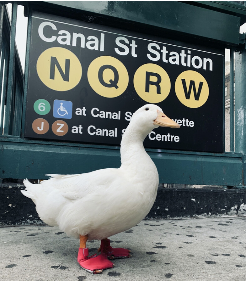 Meet Wrinkle, the Running Duck of the New York City Marathon - Running ...